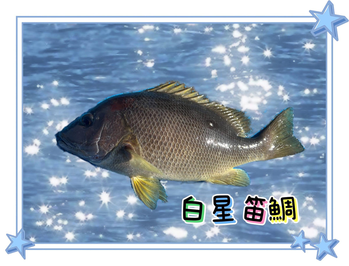 Frozen Star Snapper 450g 澎湖優鮮 白星笛鯛 450g/尾 – Combo Market